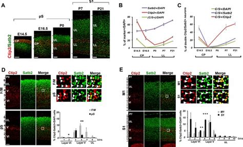 Figures And Data In Area Specific Development Of Distinct Projection