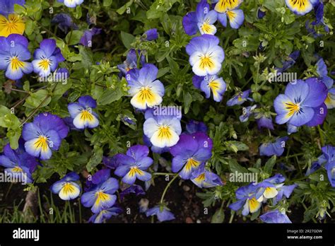 Viola X Wittrokiana Ultima Morpho Stock Photo Alamy