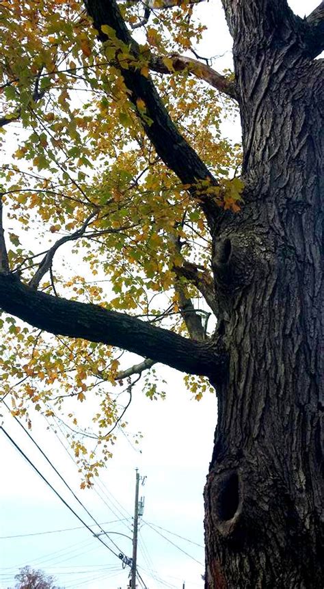 Water Me Like A New Lawn Or Watch Me Wither Crunchy Chewy Mama