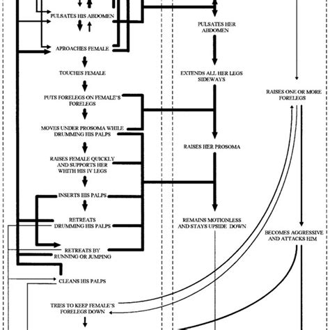 Flow Diagram Of Sexual Behaviour In L Gaucho Based On 41 Copulations