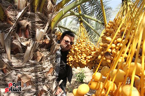 الذهب الأصفر يزين النخيل حصاد البلح البرحي على أرض مصر اليوم السابع