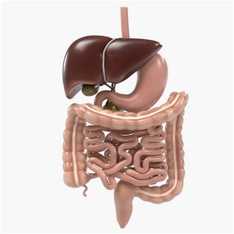 Digestive System 3d Model 179 3ds Dae Obj Unknown Fbx Blend