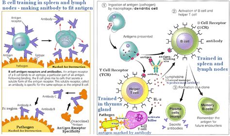 Three Lines Of Defense Immune System