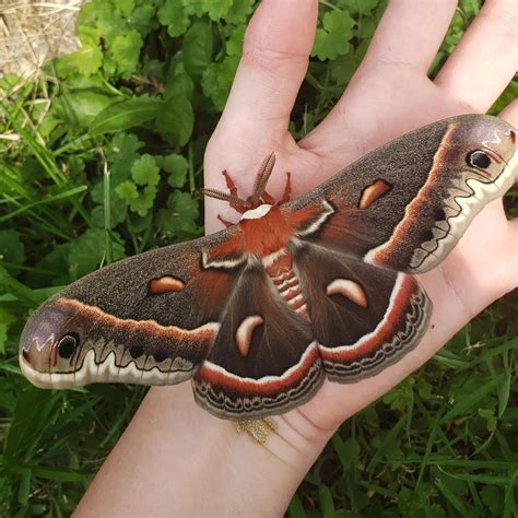 Cecropia Moth Rmoths