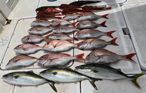 伊勢湾は魚だらけ！ なべちゃんのフィッシングガイドブログ