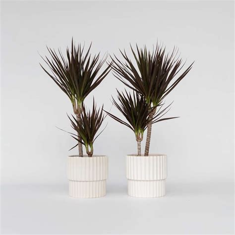 Dracaena Marginata Magenta Set Of 2 Florastore
