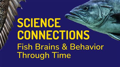 Science Connections Fish Brains And Behavior Through Time Sciencenter
