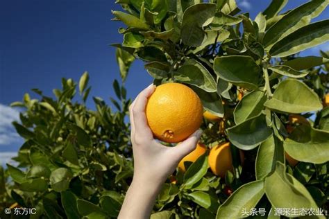 臍橙四季3保管理看看這才是技術 每日頭條