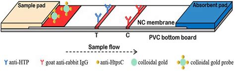 Frontiers A Rapid Colloidal Gold Immunochromatographic Assay Based On