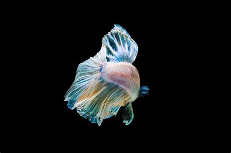 Premium Photo Bright Blue Halfmoon Betta Isolated On Black Background