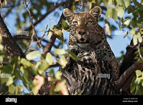 Moremi Leopard In Mopane Tree Okavango Delta Game Reserve Nationalpark Republic Of Botsuana