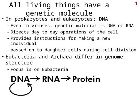 Ppt All Living Things Have A Genetic Molecule In Prokaryotes And