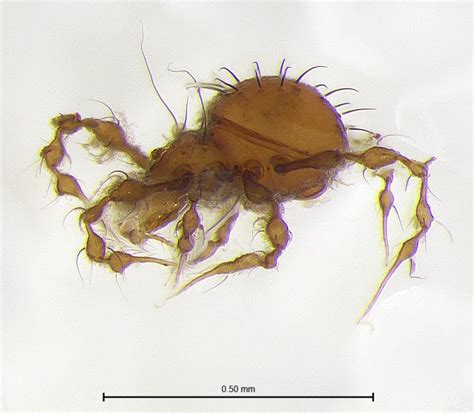 Marc Milne On Twitter One Hairy Tiny Strange Leggy Boi