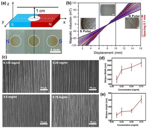 Magnetically Induced Anisotropic Microstructures On Polyethylene Glycol Hydrogel Facilitate Bmsc