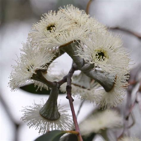 Unveiling The Exquisite Tasmanian Snow Gum Eucalyptus Coccifera