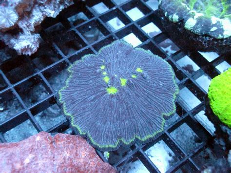 Exotic Sealife Coral