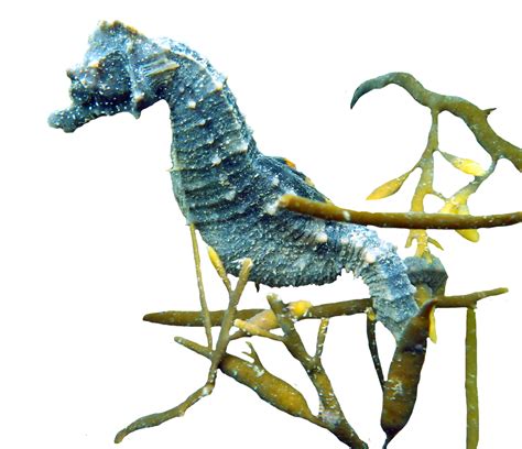 Seahorse Biology The Seahorse Trust