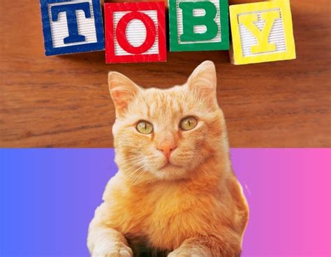 Cat Chit Chat Naming Your New Son Toby When Your Recently Deceased Cat Was Called Toby
