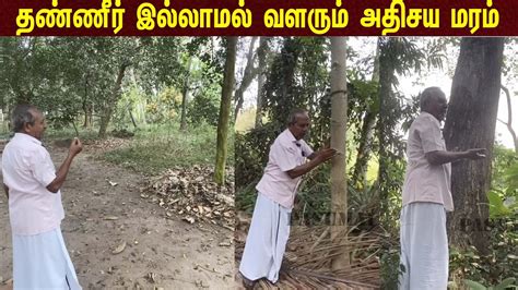 தண்ணீர் இல்லாமல் வளரும் அதிசய மரம் The Fastest Growing Tree Without