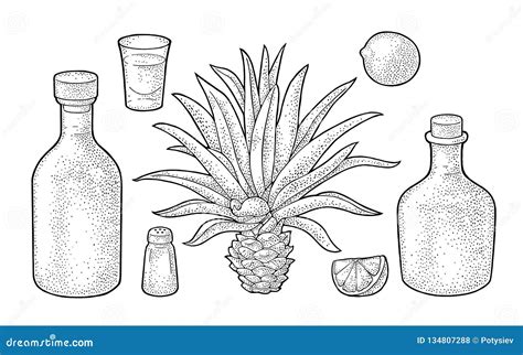 Glass And Botlle Of Tequila Cactus Salt Lime Vintage Engraving