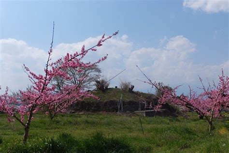 山梨県笛吹市八代町岡 芋塚古墳と桃の花 古墳探訪記