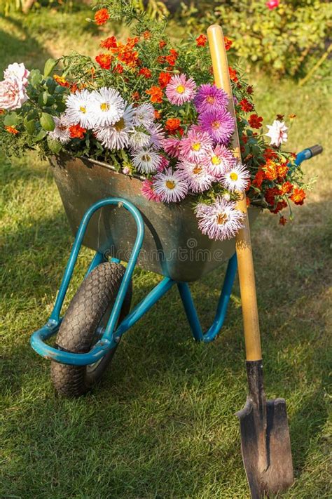Summer Garden With Wheelbarrow On Green Grass Stock Image Image Of