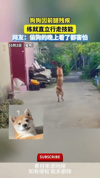 狗狗因前腿殘疾，練就直立行走技能，有時候狗狗要比人類堅強！ Cuteanimal 狗狗 寵物 Youtube
