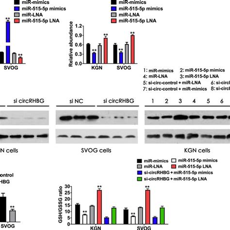 Circrhbg Knockdown Inhibits Kgn And Svog Cell Proliferation A