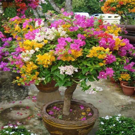 Easy To Grow Bonsai Seeds Pcs Mixed Color Bougainvillea Seeds High Quality Seedings Fast