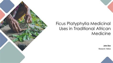 Ficus Platyphylla Medicinal Uses In Traditional African Medicine Ppt