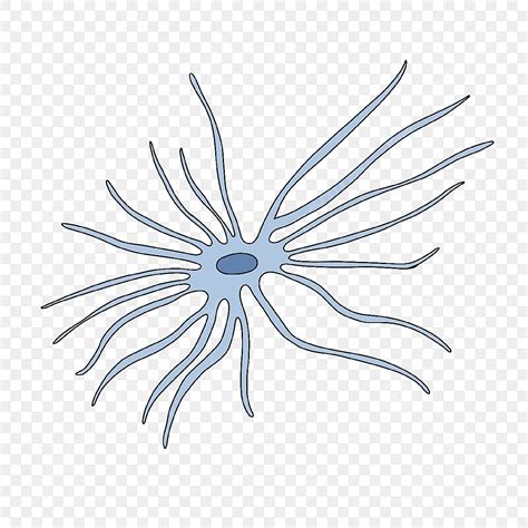 Cellules Gliales ObÉsitÉ Les Astrocytes Ces Nouveaux Players Dans