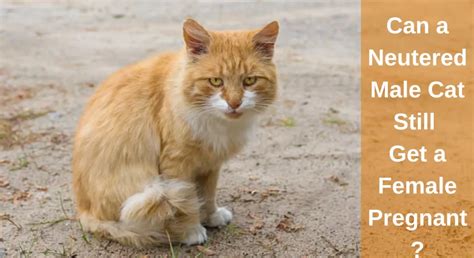Can A Neutered Male Cat Still Get A Female Pregnant All You Need To