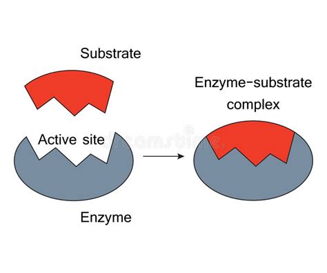 Enzyme Synthesis Stock Vector Illustration Of Enzymes 89995773