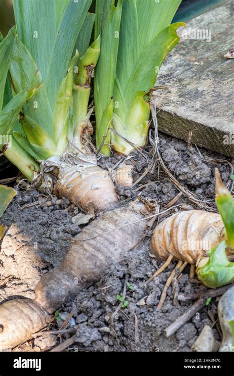 Iris Rhizomes In A Garden In Spring Sangatte Hauts De France France