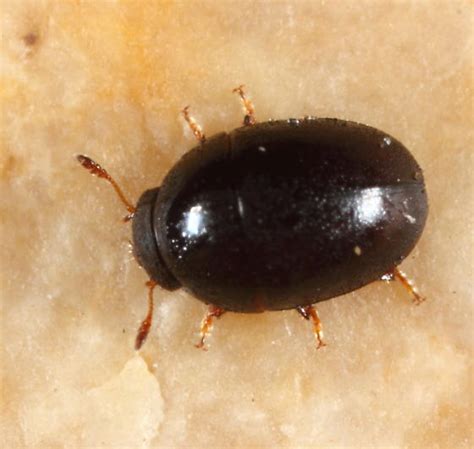 Phalacridae Phalacrus Bugguide Net