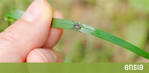As Tick Borne Illness Spreads So Does Education To Prevent It Ensia