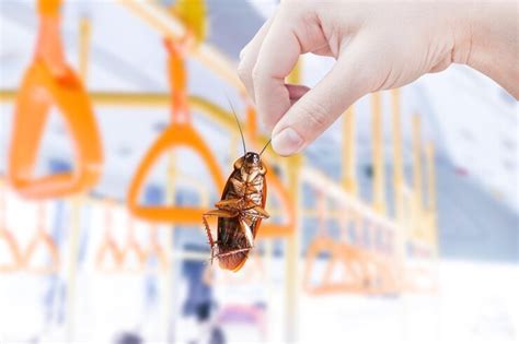 Premium Photo Hand Holding Cockroach With Inside Public Bus Background Eliminate Cockroach In