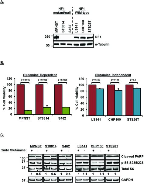 A Nf1 Expression Levels In Nf1 Mutantnull And Nf1 Wild Type
