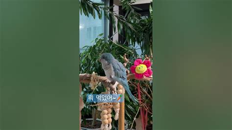뭐 먹었냐고 묻는 앵무새🐦🥕 Youtube