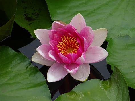 Water Lily Nature Free Photo On Pixabay Pixabay