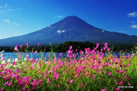 コスモスと富士山 富士山見えたら