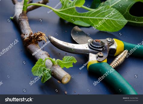 Root Propagation Images Stock Photos D Objects Vectors Shutterstock