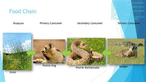 Prairie Grassland Food Chain