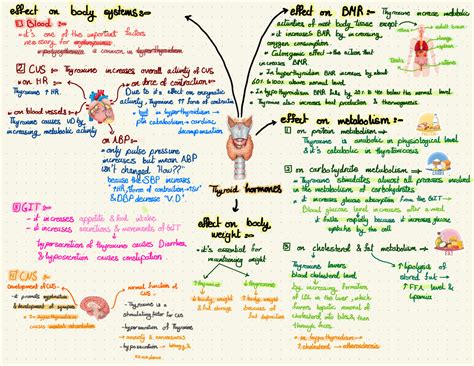 Mind Map Of Thyroid Hormone Functions Schemes And Mind Maps Physiology Docsity