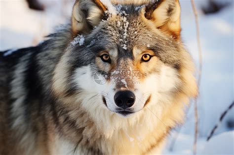 微笑的森林狼高清图片下载 正版图片600302197 摄图网