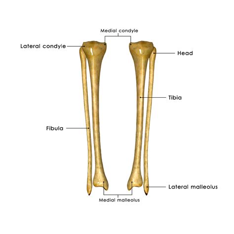 Medial Malleolus