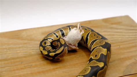 Python Eating Snake Eat Mouse Regius Stock Footage Video 100 Royalty