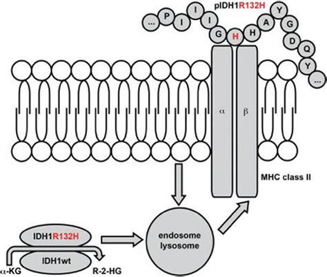 Idh1 Is A Cytosolic Protein With Enzymatic Activity A Point Mutation