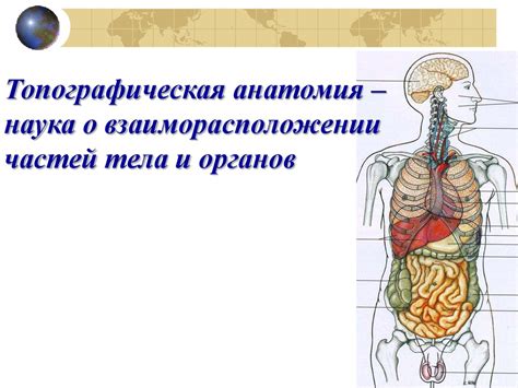 Основы топографической анатомии презентация онлайн