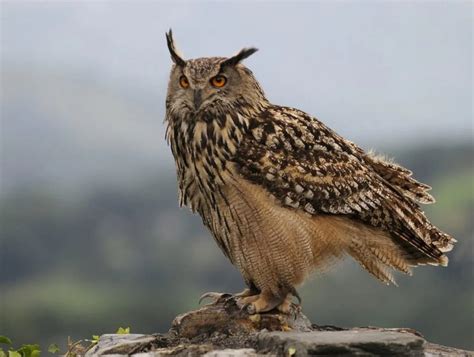 Aves De Rapiña ¿cuáles Son Características Tipos Ejemplos ️